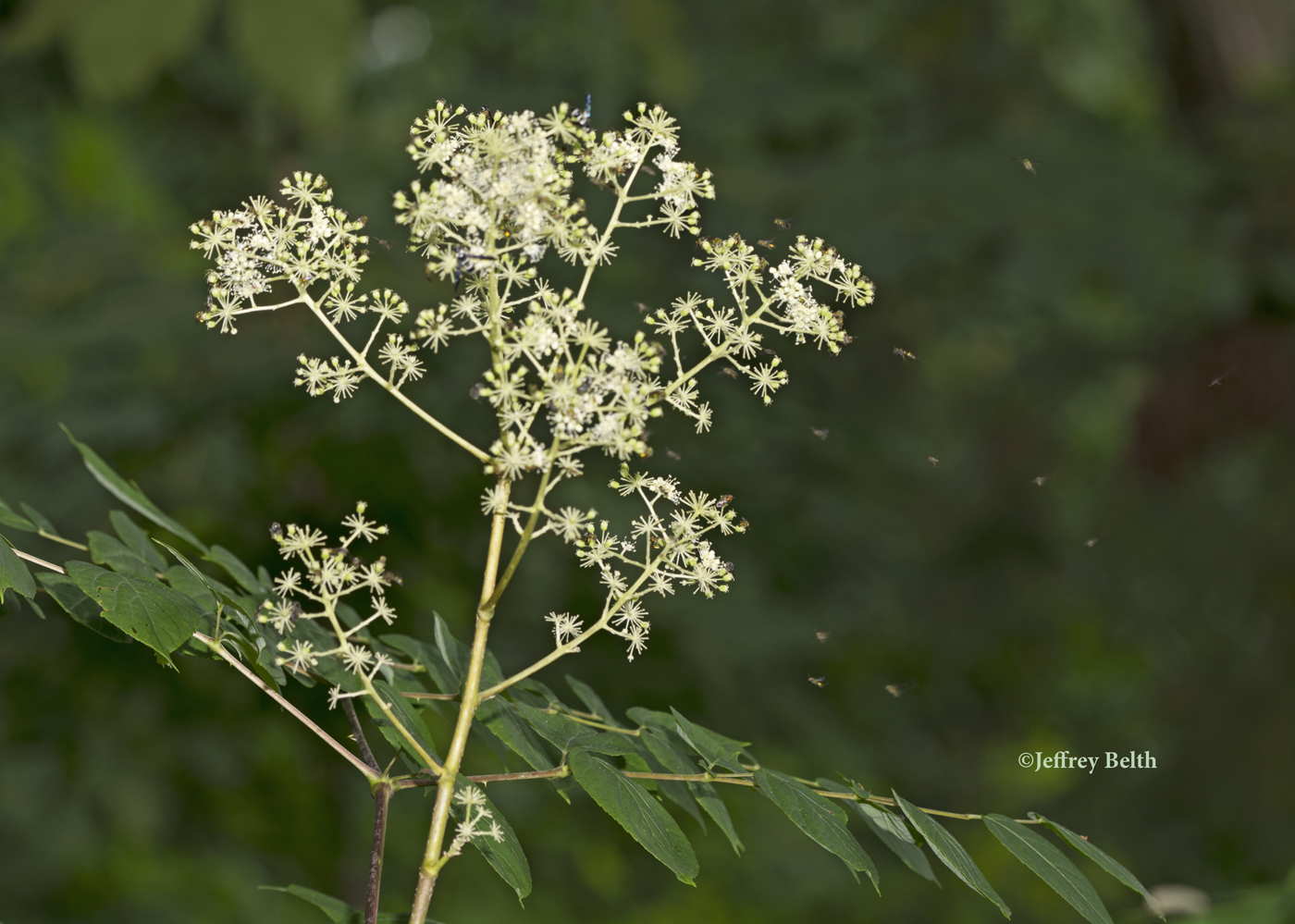 Hercules Club – Jeffrey Belth